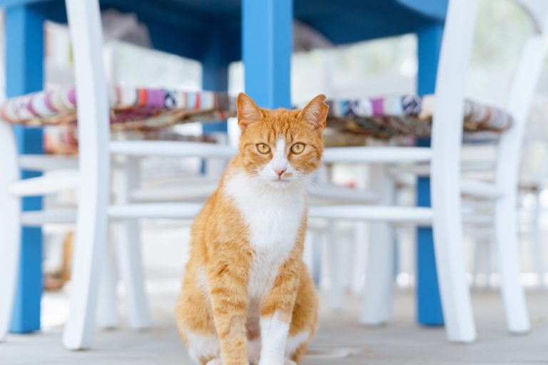 380+ Stunning Greek Cat Names That You Can Choose From