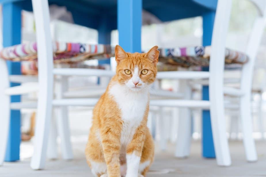 380+ Stunning Greek Cat Names That You Can Choose From
