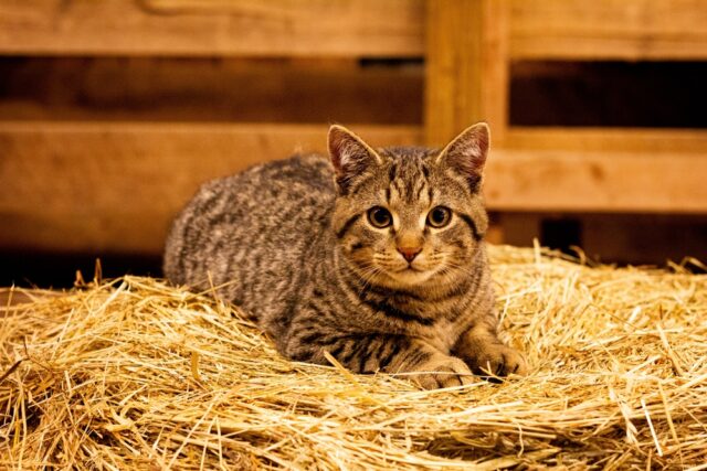 Can Cats Eat Hay? Do They Draw The Line At This Dried Grass?