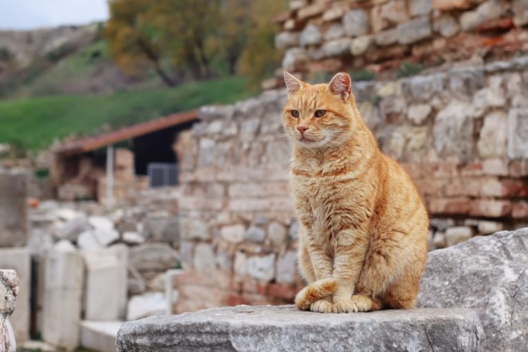 380+ Stunning Greek Cat Names That You Can Choose From