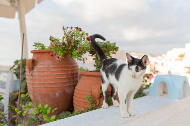 380+ Stunning Greek Cat Names That You Can Choose From