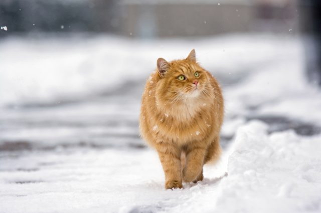 Cat Winter Coat: Do Cats Become Fluffier During The Winter?