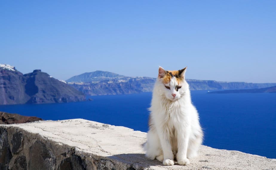 380+ Stunning Greek Cat Names That You Can Choose From