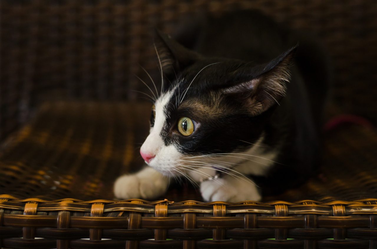 140+ Shy Cat Names For Your Timid Furbaby