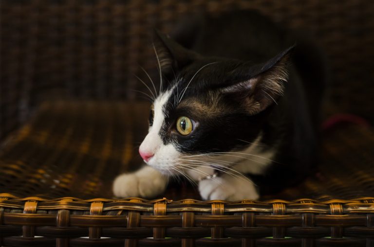 140+ Shy Cat Names For Your Timid Furbaby