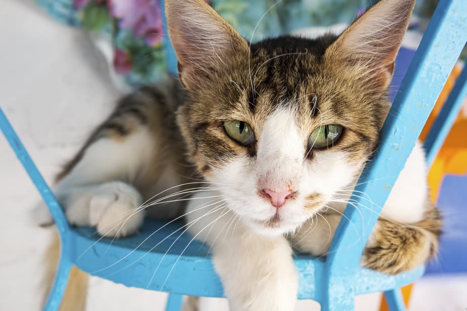 380+ Stunning Greek Cat Names That You Can Choose From