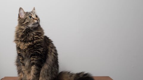 Why Does My Cat Stare At The Ceiling? What Does She See?