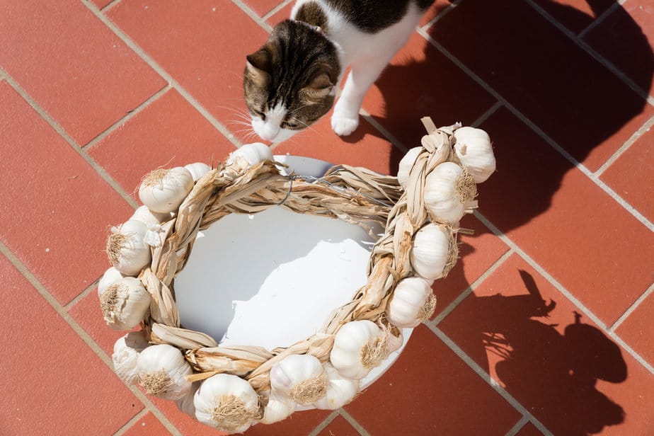 Can Cats Eat Garlic? Does Your Cat "Clove" This Tasty Treat?