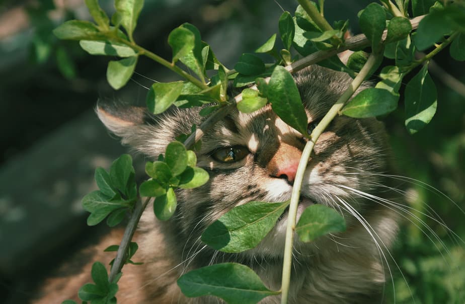 Can Cats Eat Moths? They Might Not Like Them Very "Moth"