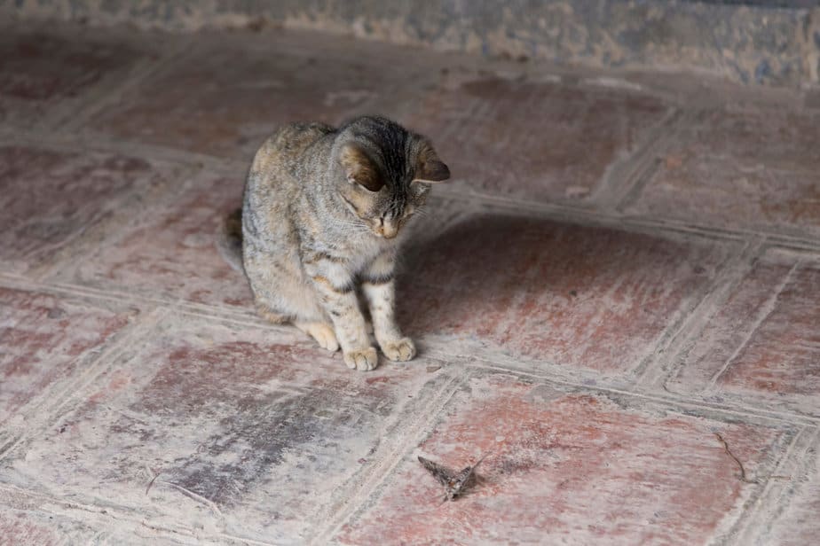 Can Cats Eat Moths? They Might Not Like Them Very "Moth"