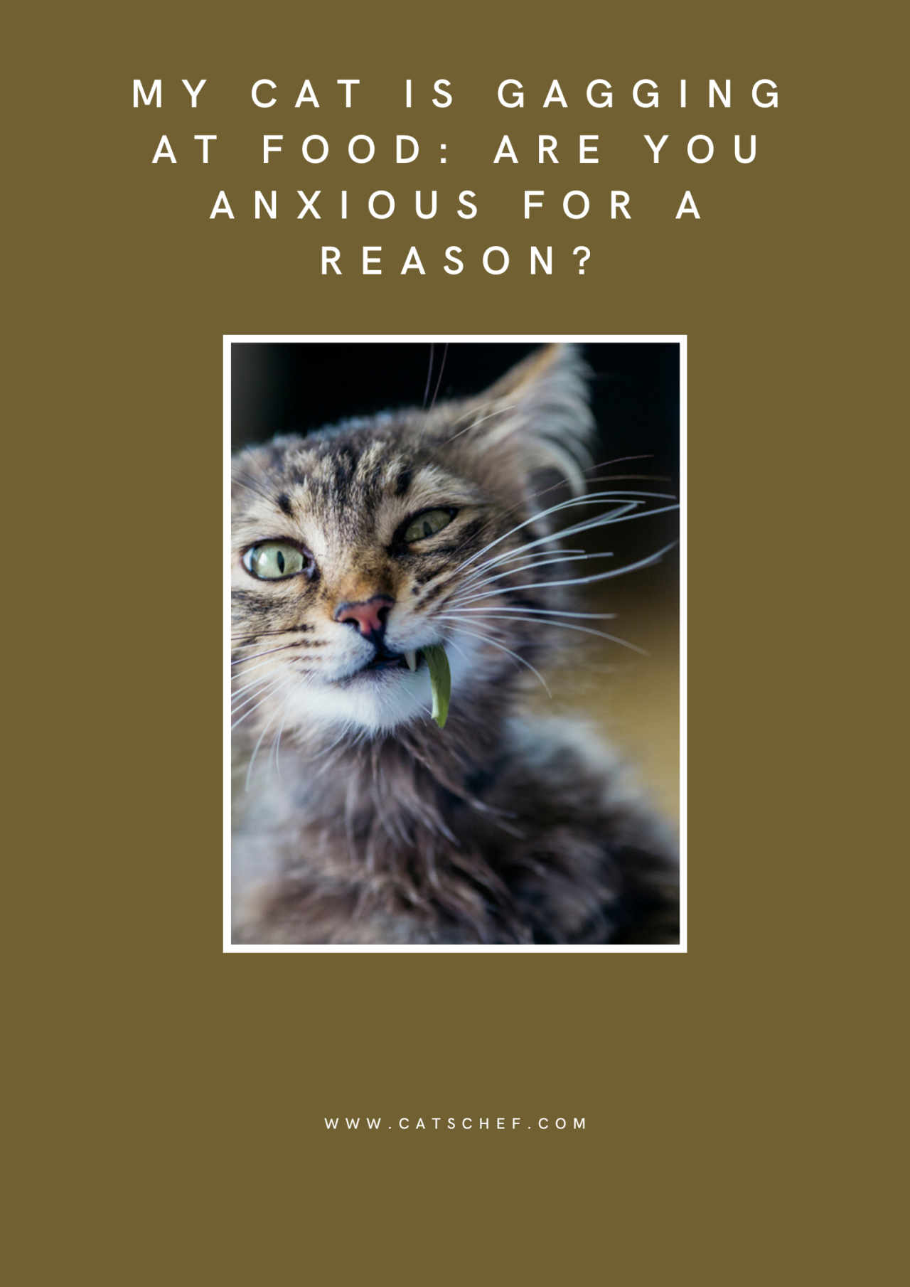 My Cat Is Gagging At Food: Are You Anxious For A Reason?