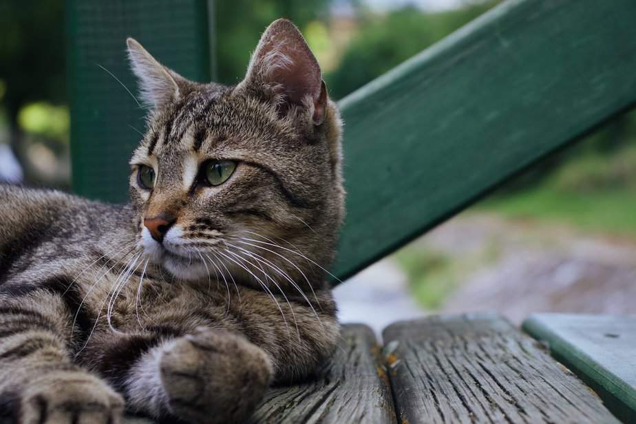 500+ Powerful Viking Cat Names For Your Little Warrior
