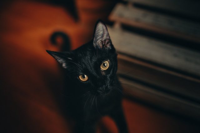 Can Cats Have ADHD? 12 Symptoms That Help You Figure It Out