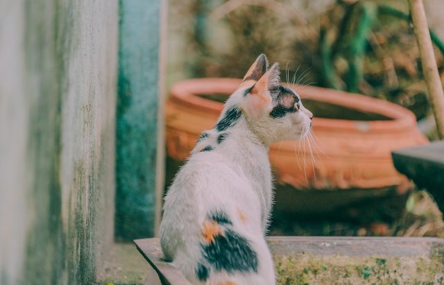 Can Cats Have ADHD? 12 Symptoms That Help You Figure It Out