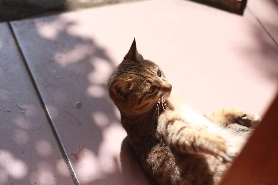 Can Cats Have ADHD? 12 Symptoms That Help You Figure It Out