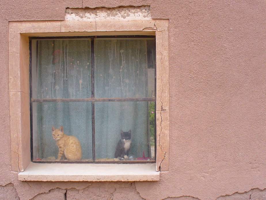 Cats Licking Windows: What Are These Furry Cleaners Up To?