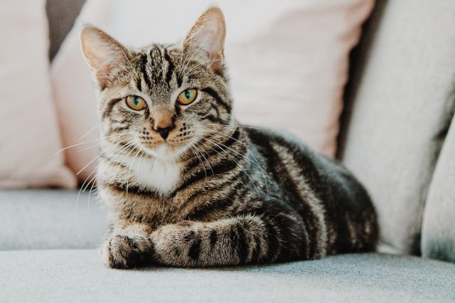 12 Most Common Symptoms Of A Dead Kitten Inside A Cat