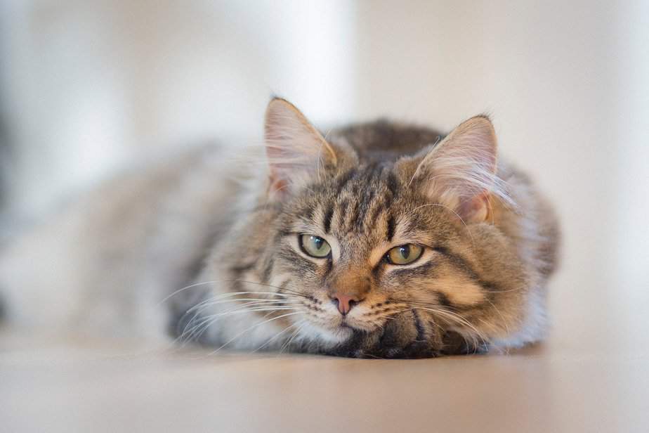 50 Best Old Lady Names For Cats Raise A New Rosa Parks