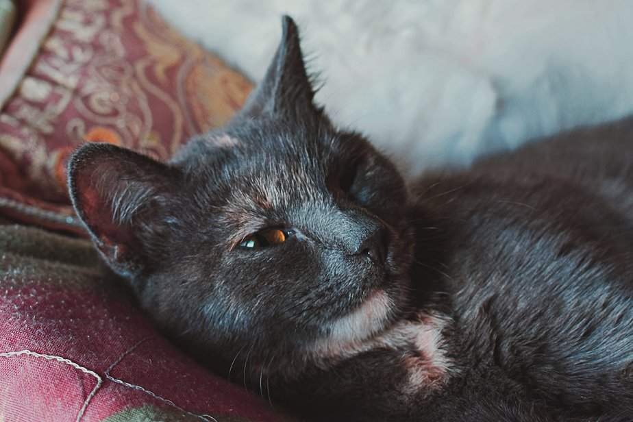 50 Best Old Lady Names For Cats Raise A New Rosa Parks
