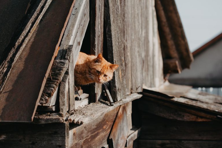 50 Best Old Lady Names For Cats Raise A New Rosa Parks