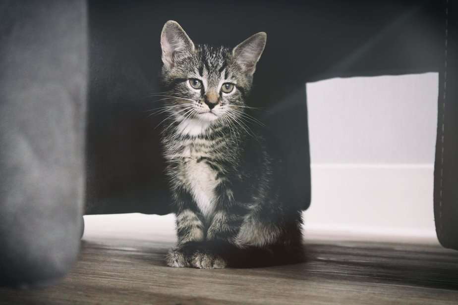 How To Keep Cats Off A Flat Screen TV: 11 Tips That Always Work