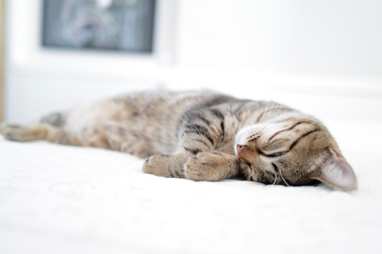 I Accidentally Stepped On My Cat: 6 "Steps" You Should Take