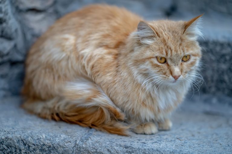 Orange Maine Coon: All About These Beautiful Giants
