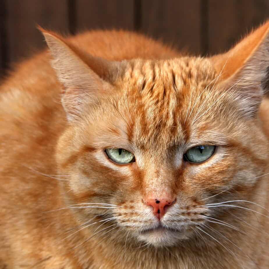 Orange Maine Coon: All About These Beautiful Giants