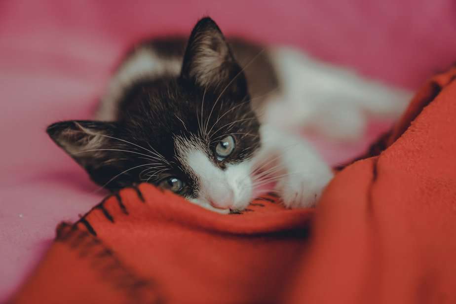 7 Most Common Reasons Why Your Cat Might Knead and Bite Blankets - Cats ...