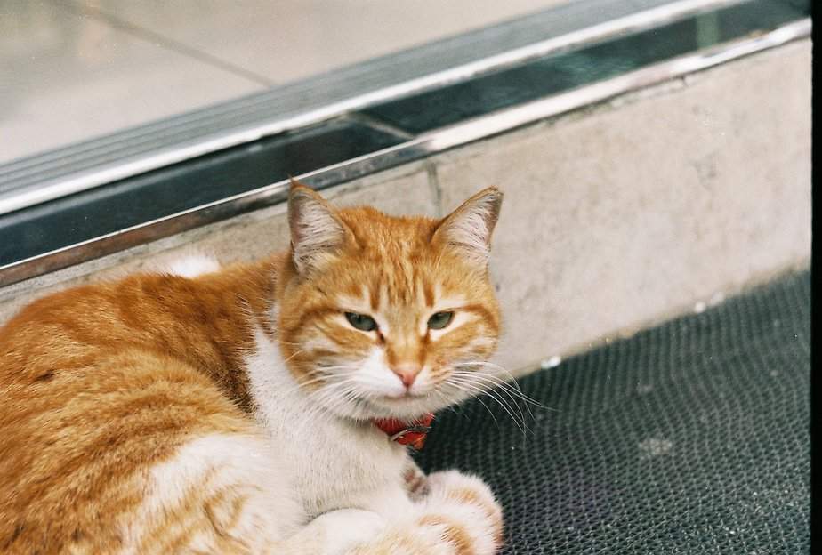 Why Do Cats Roll On Concrete? Showing Cattitude Or?