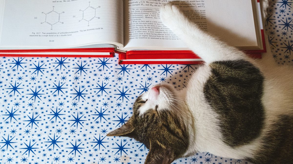 420 Scientist Cat Names For Your Little "Archimeowdes"