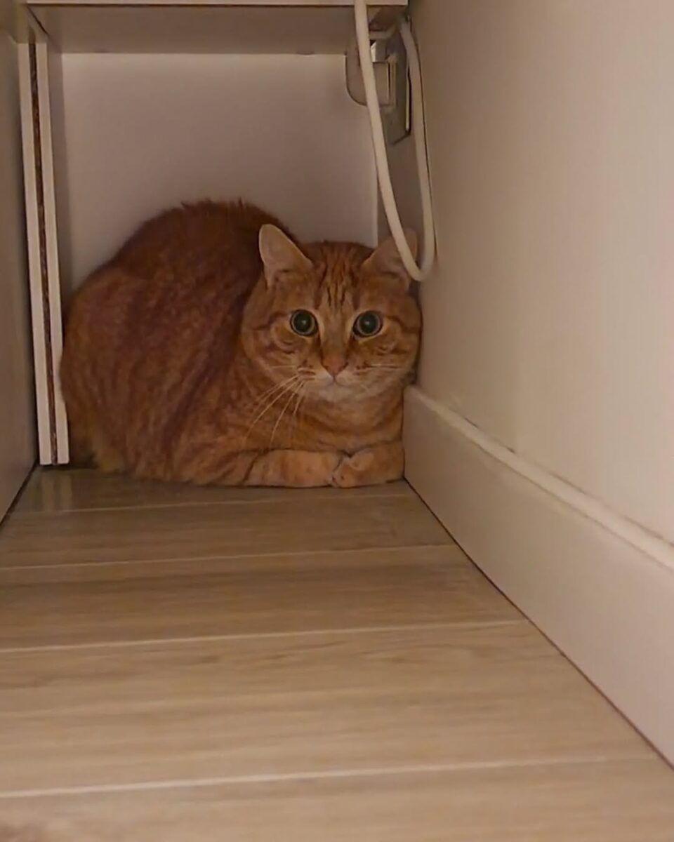 23 Sounds Cats Hate To Hear: Be Prepared For Surprises