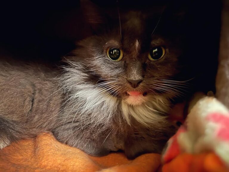 23 Sounds Cats Hate To Hear: Be Prepared For Surprises