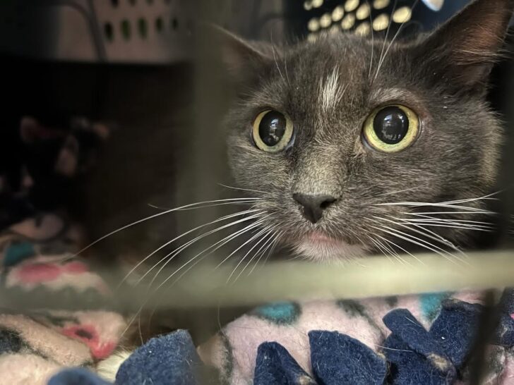 23 Sounds Cats Hate To Hear: Be Prepared For Surprises