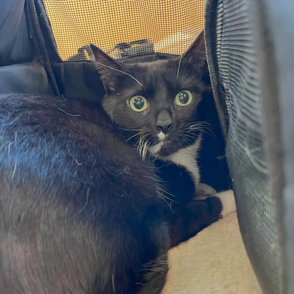 23 Sounds Cats Hate To Hear: Be Prepared For Surprises