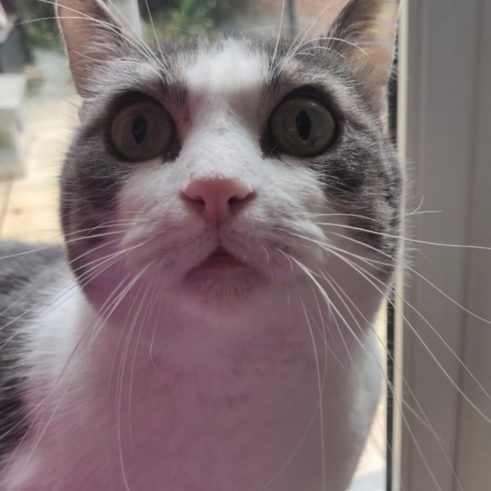 23 Sounds Cats Hate To Hear: Be Prepared For Surprises