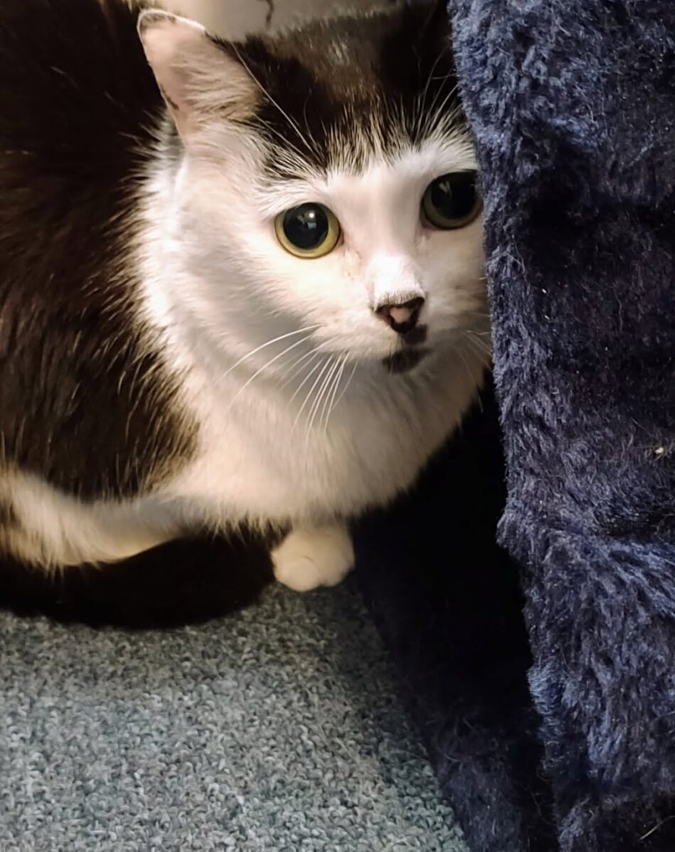 23 Sounds Cats Hate To Hear: Be Prepared For Surprises