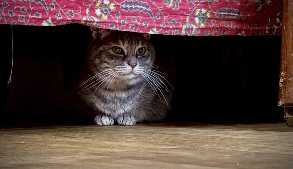 23 Sounds Cats Hate To Hear: Be Prepared For Surprises