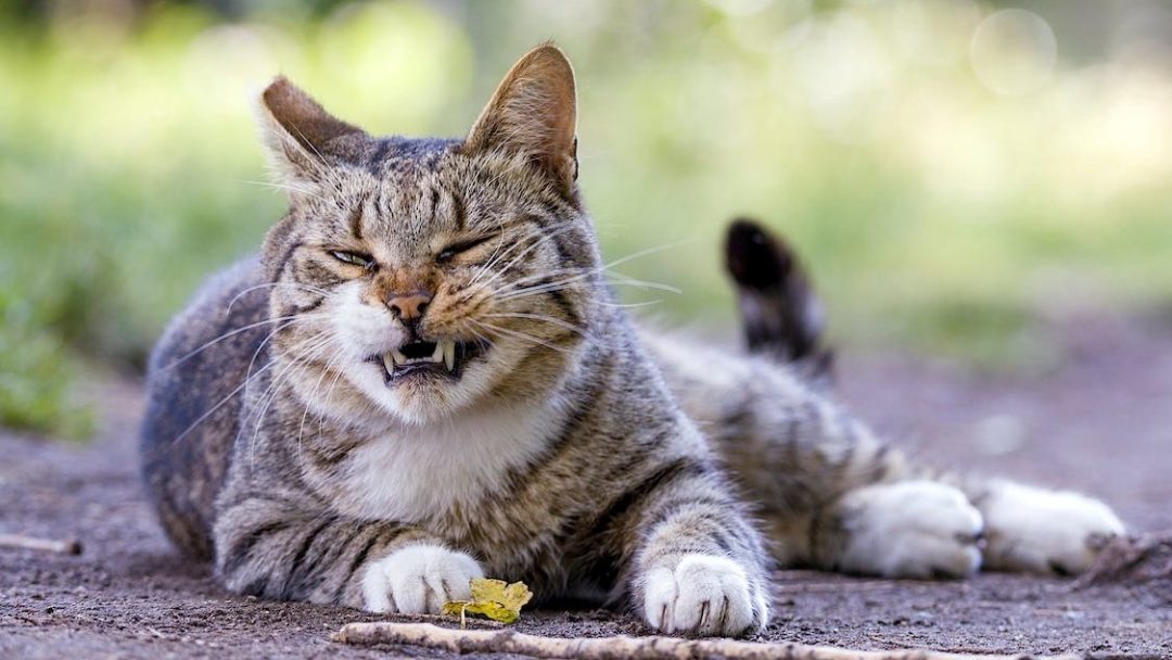 500+ Powerful Viking Cat Names For Your Little Warrior