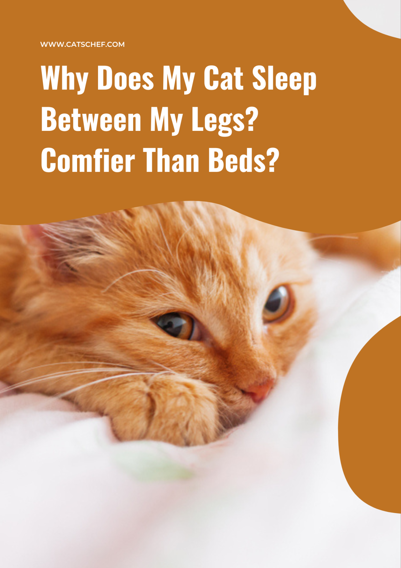 Why Does My Cat Sleep In Between My Legs