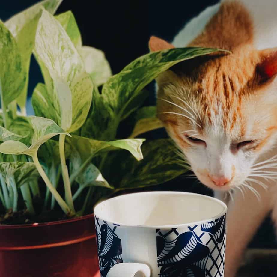 Can Cats Drink Green Tea? Is This Brew Safe For Your Feline?