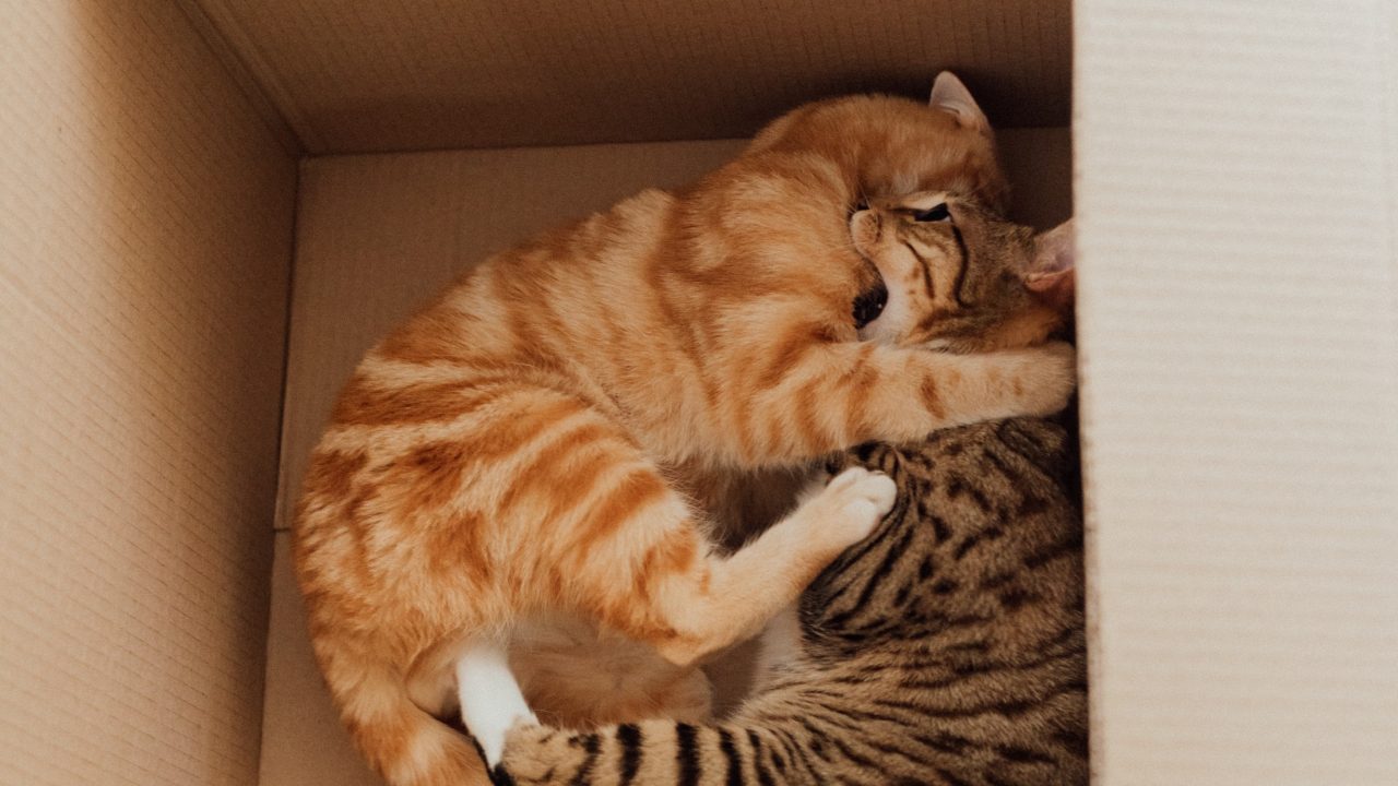Why Is My Cat Biting Other Cats' Necks? Playful Or Felonious?