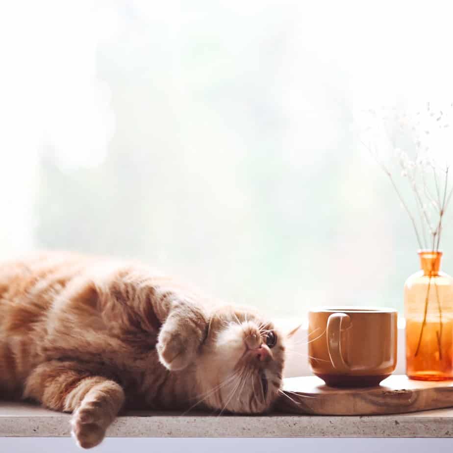 Can Cats Drink Green Tea? Is This Brew Safe For Your Feline?