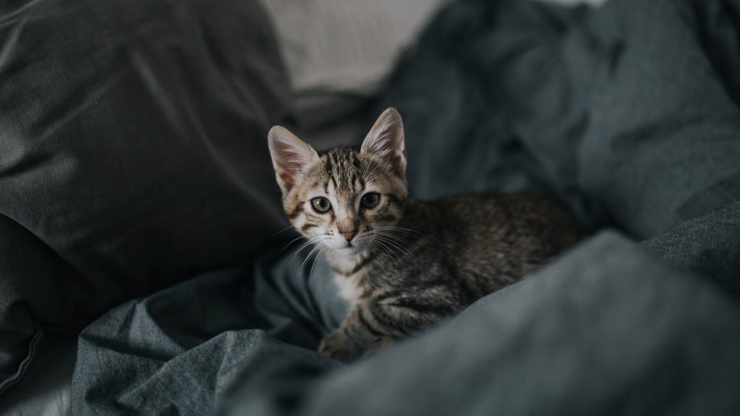 I Accidentally Stepped On My Cat: 6 "Steps" You Should Take