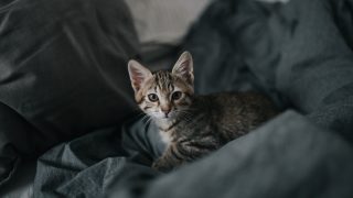 I Accidentally Stepped On My Cat: 6 "Steps" You Should Take