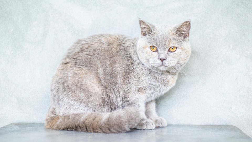 Lilac Tortoiseshell Cat: Get To Know These Mythical Beasts Better