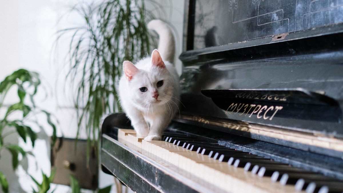 370+ Music Cat Names That Will Make You Say "Mamma Mia!"