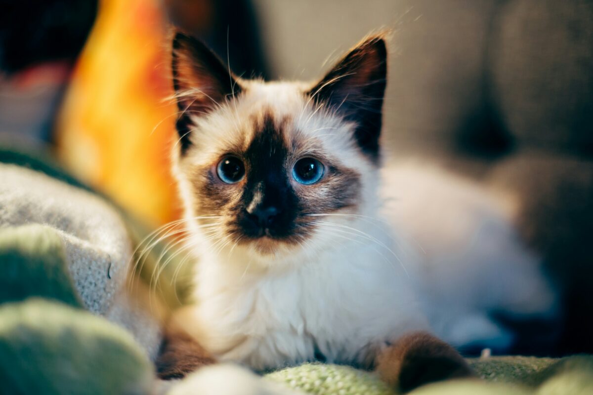 5 Reasons Hand-Reared Kittens Might Be Extra Loving