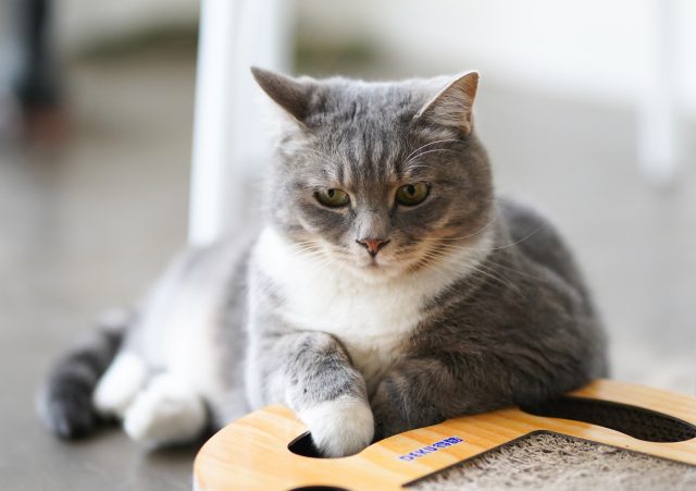 280+ Rapper Cat Names For Your Kitty Minaj
