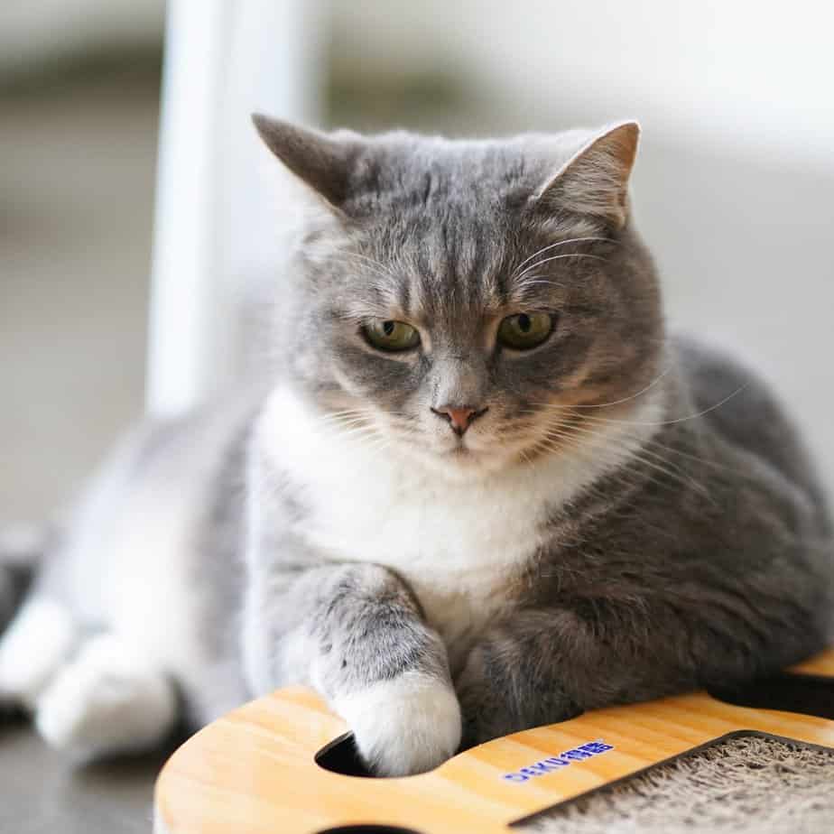 280+ Rapper Cat Names For Your Kitty Minaj